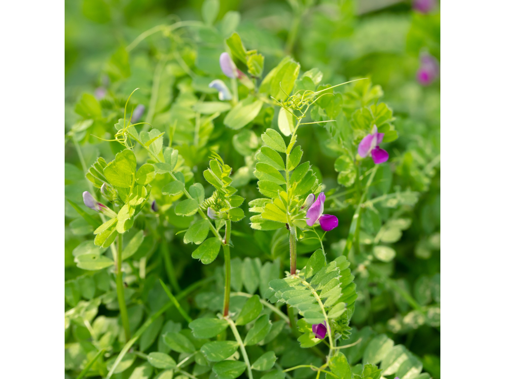 Vesce commune d'hiver - Hanka