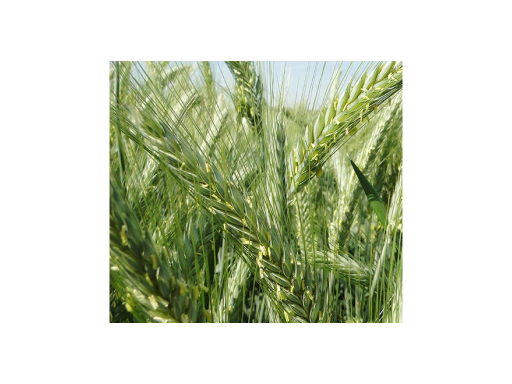 Triticale - Bikini