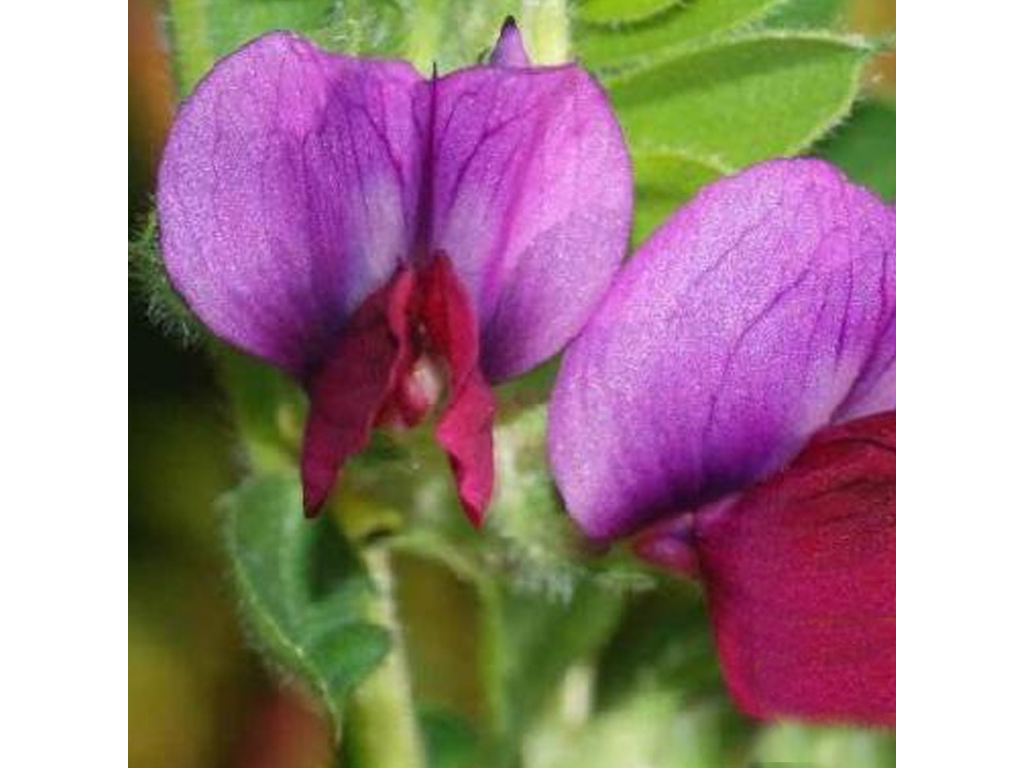 Veza vellosa - Hungvillosa