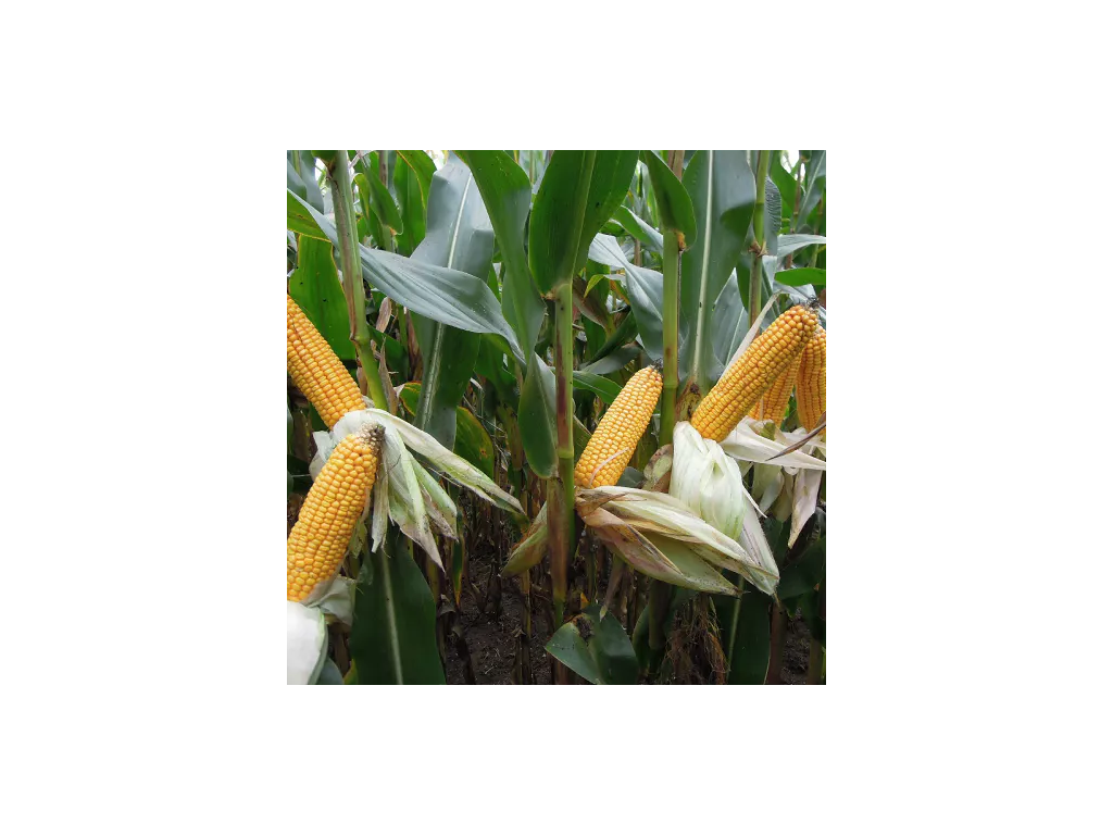 Maïs ensilage 320 - KWS Temisto