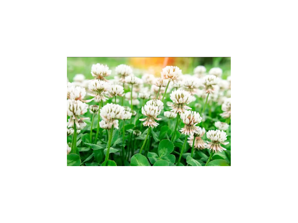Trébol blanco gigante - Fiona - R1