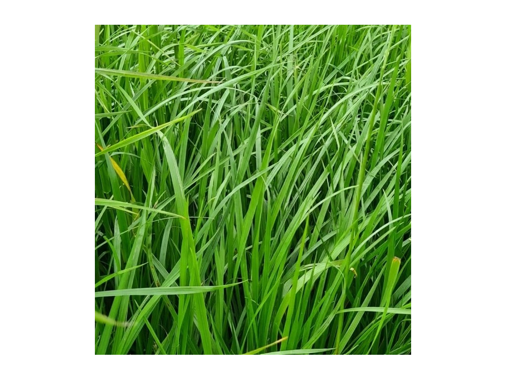 Fétuque des prés - Tored - BIO