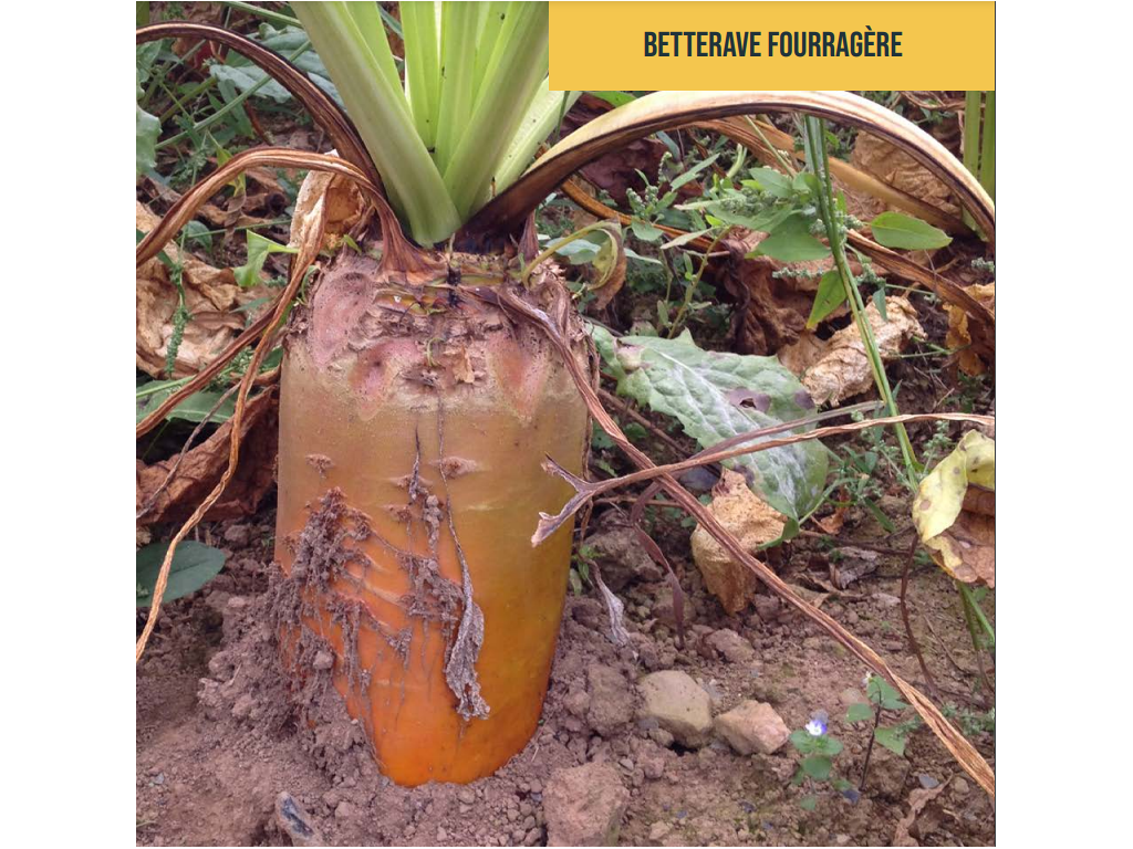 Betterave fourragère - RGT Brigadier