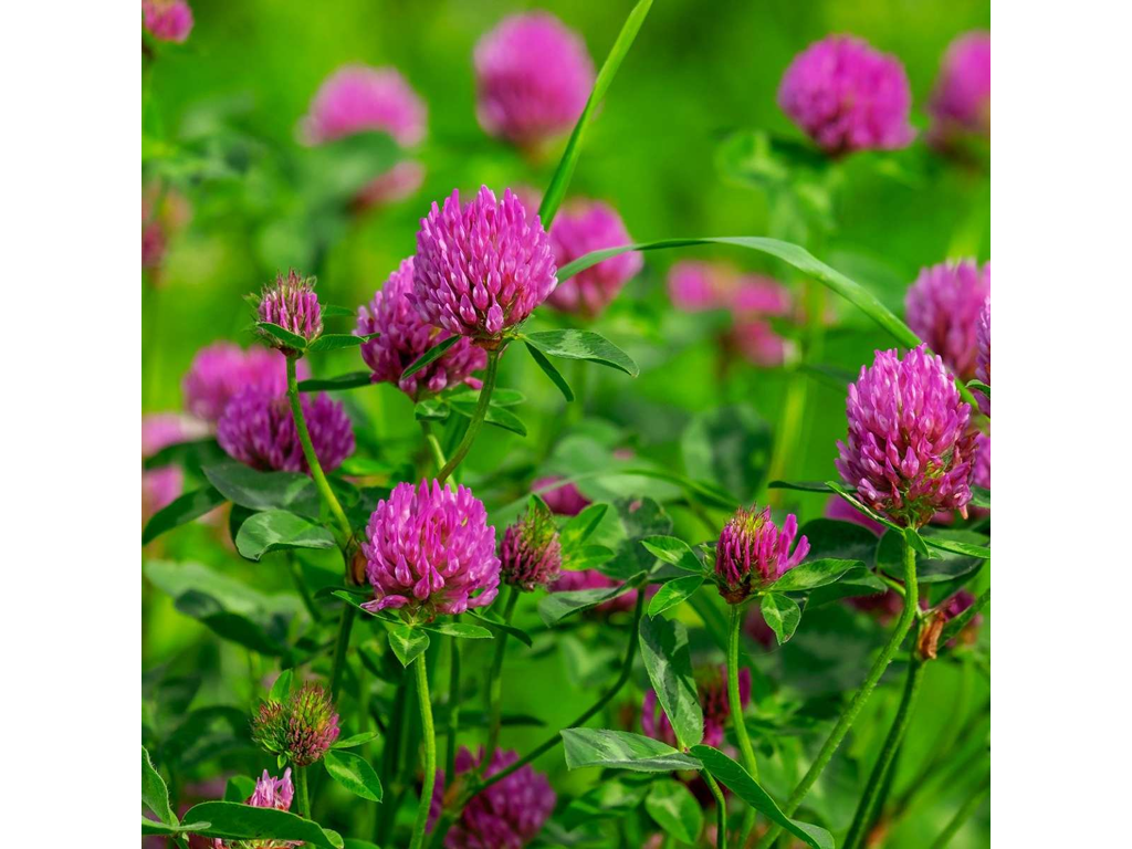 Trèfle violet diploïde - Aiace