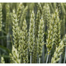 Weizen zum besten Preis | Agriconomie wird zu Agryco