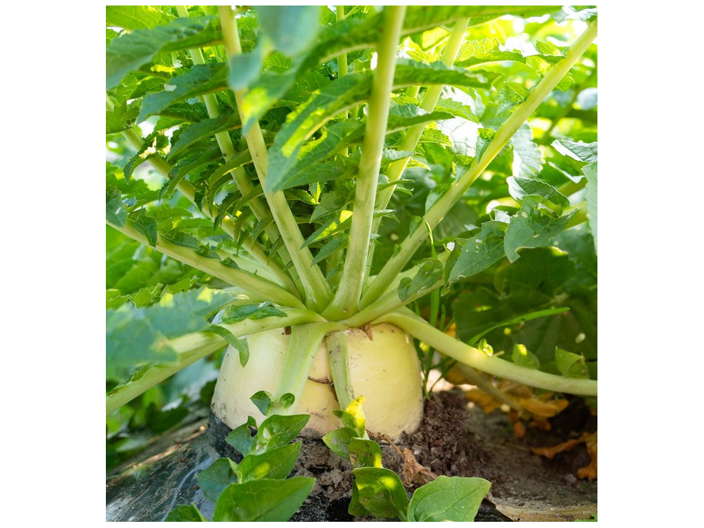 Rábano daikon - Mino Early - R1