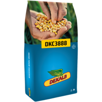 Maïs grain 290 - DKC3888 - BIO
