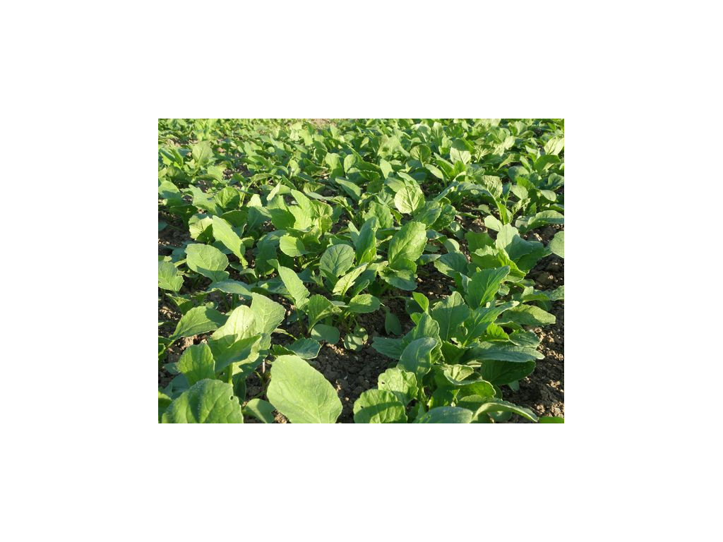 Rábano forrajero - Romesa - R1