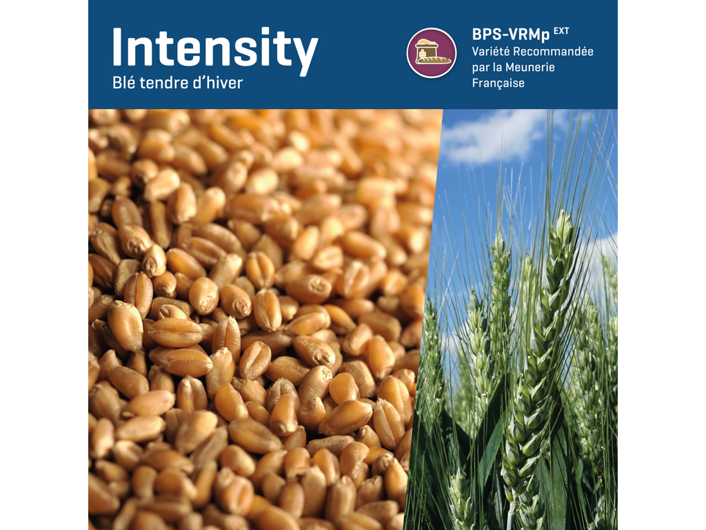 Winterweichweizen - Intensity