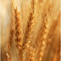 Winterweichweizen - KWS Donovan | Zum Besten Preis