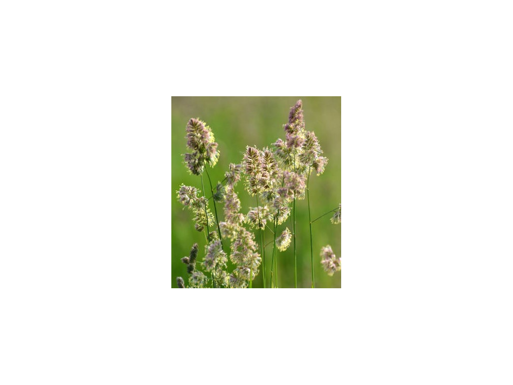 Dactyle intermédiaire - Zora - BIO