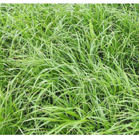 Ray-grass westerwold tetraploide - Lemnos - R1