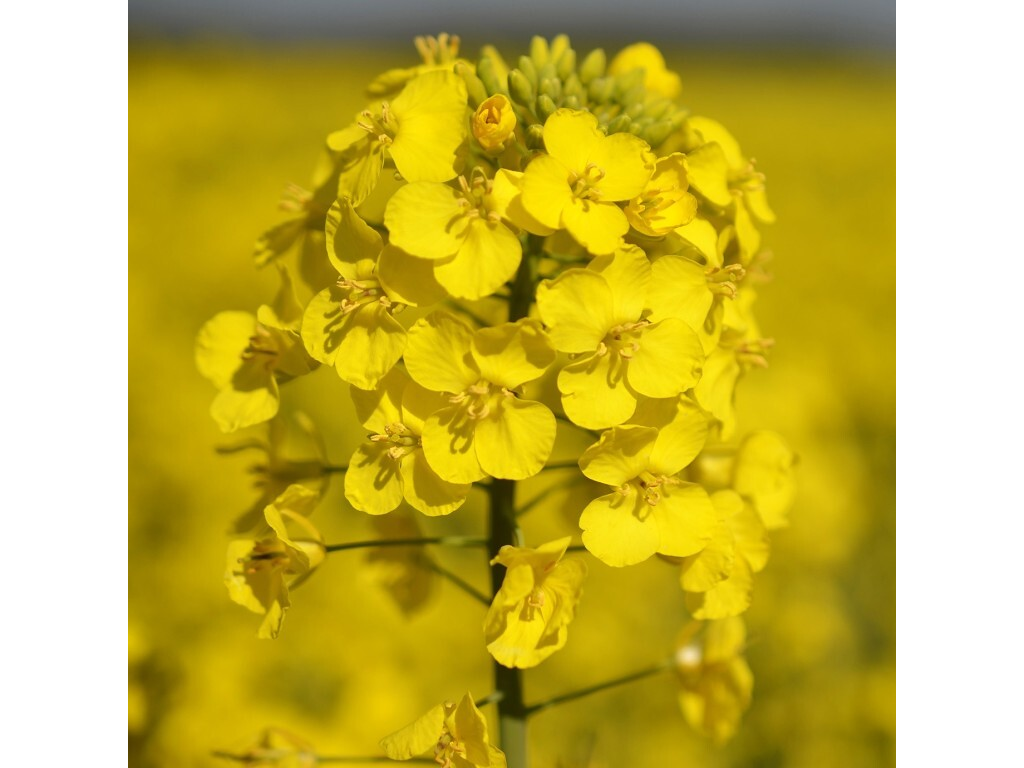 DK Excited | Hybrider Winterraps