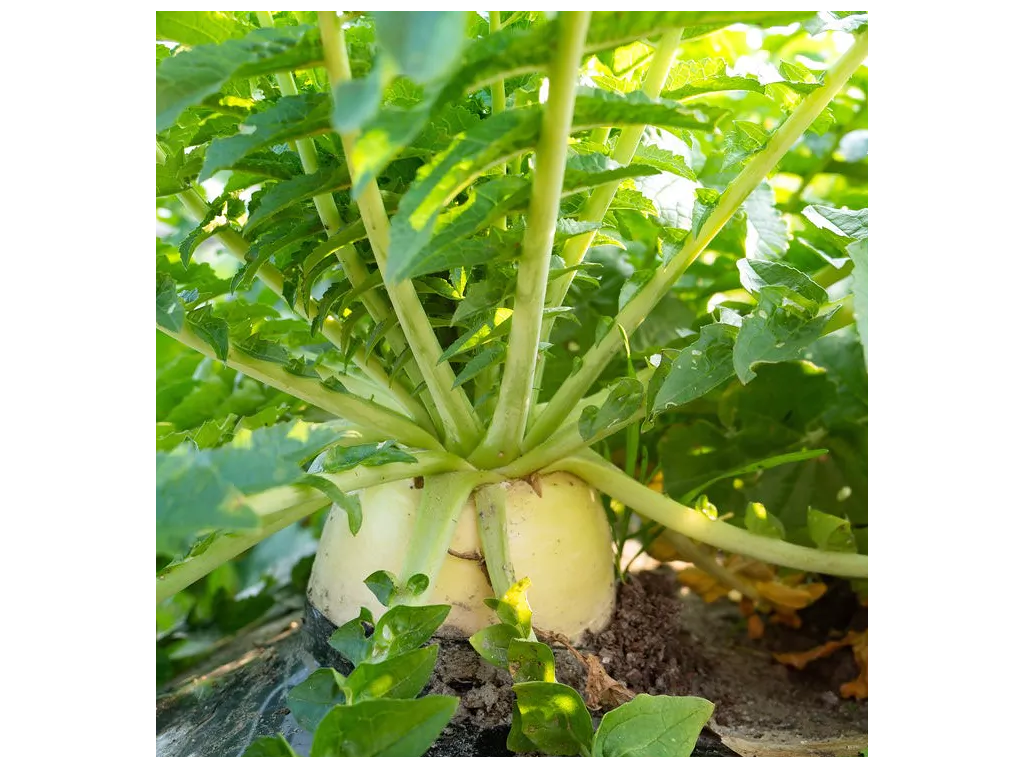 Rábano japonés (Daikon) - Mino Early - Ecológico - R1