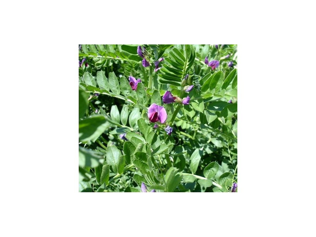Vesce velue - Rea - BIO | Agriconomie