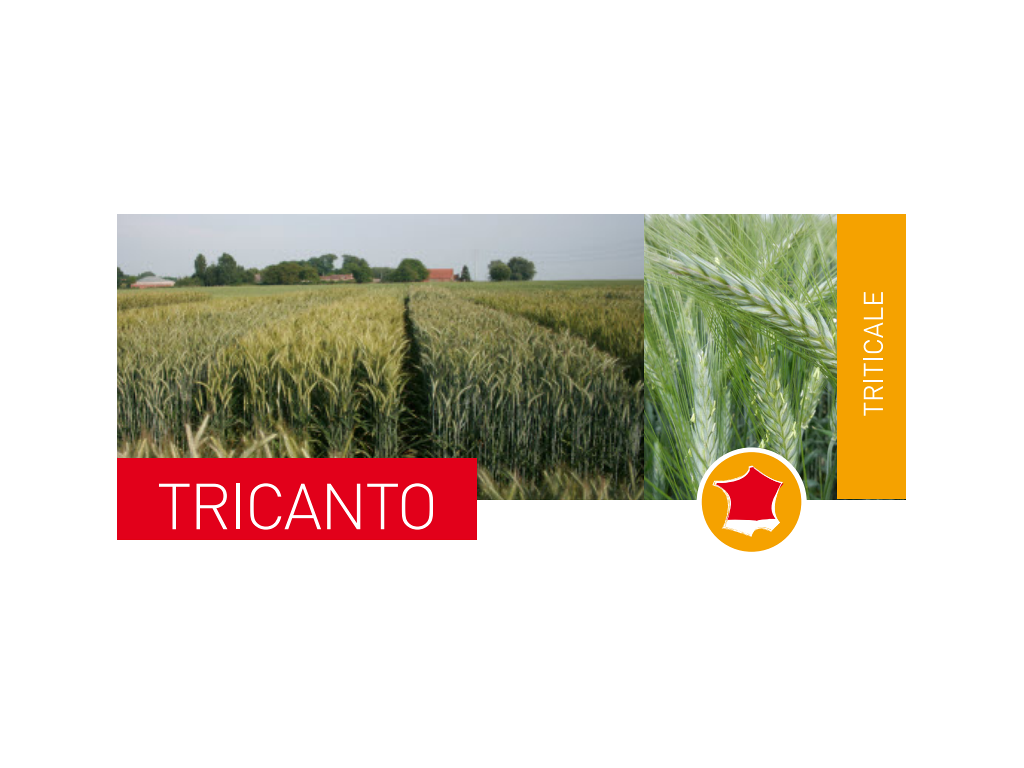 Triticale - Tricanto - BIO
