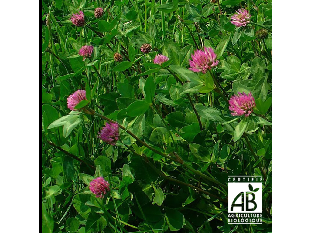 Trèfle violet diploïde - Bonus - BIO