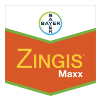 ZINGIS MAXX