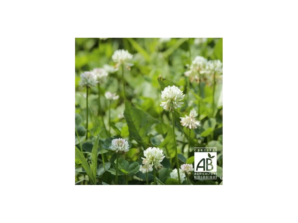 Trébol blanco enano - Merlyn - Ecológico - R1