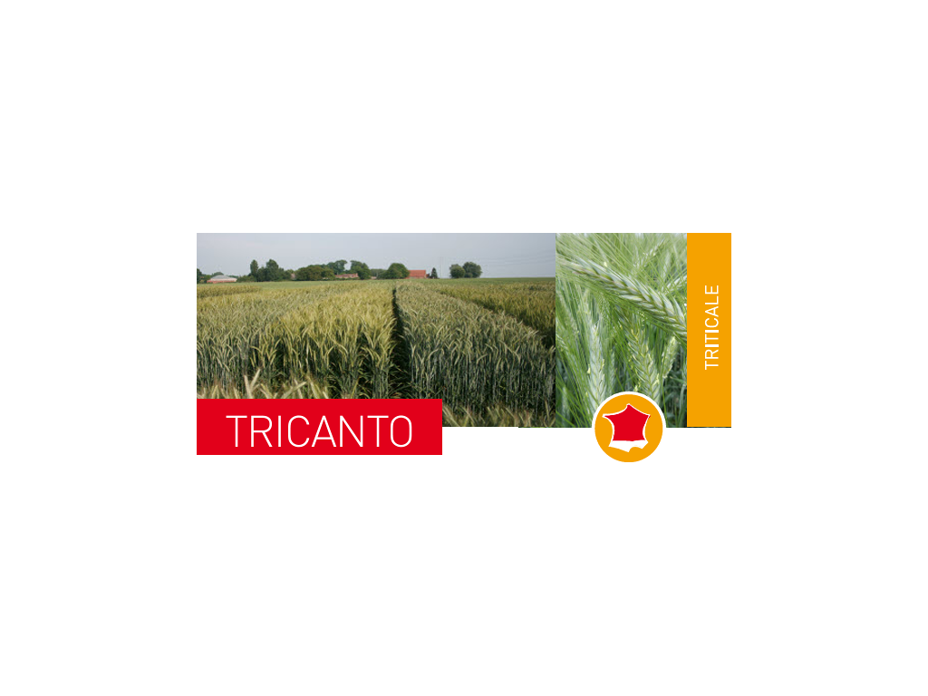 Triticale - Tricanto