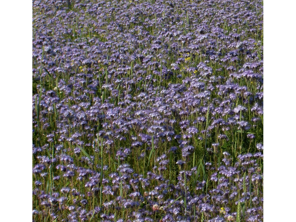 Semillas de facelia- Stala - R1