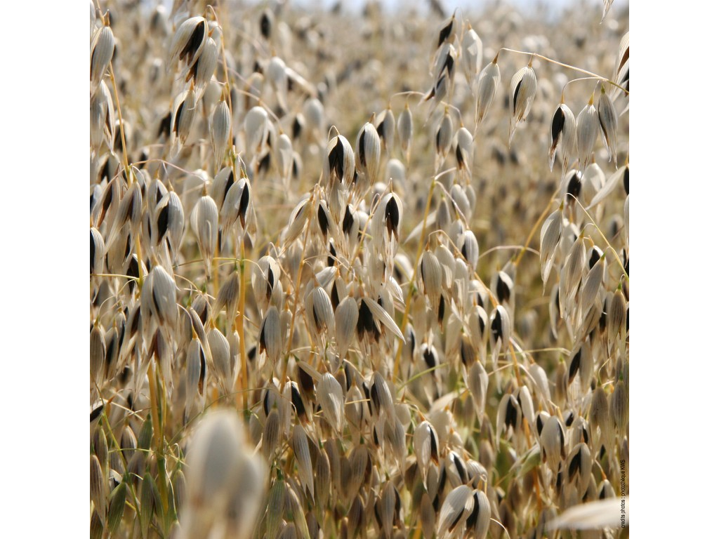 Avoine noire de printemps - KWS Uranie