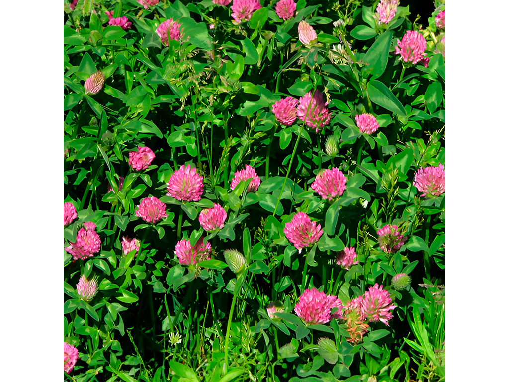 Trèfle violet tétraploïde (Variété Blizard)