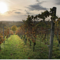 Matériel viticole de qualité - Livraison rapide | Agriconomie devient ...