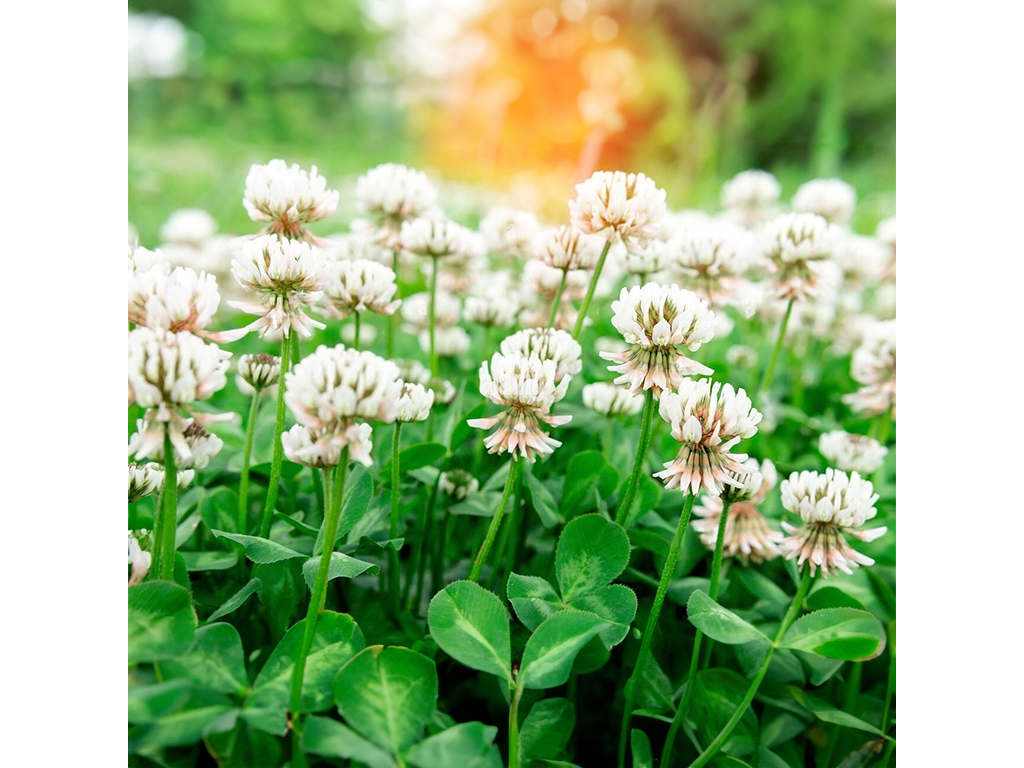 Trèfle blanc nain | Huia