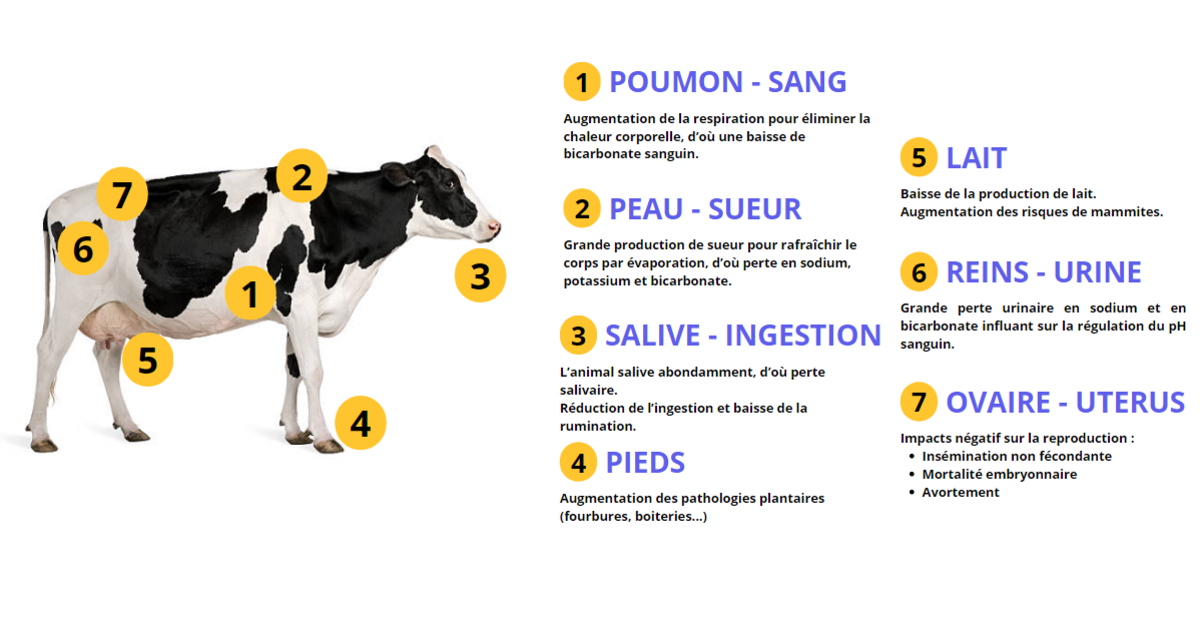 Le stress thermique chez les bovins