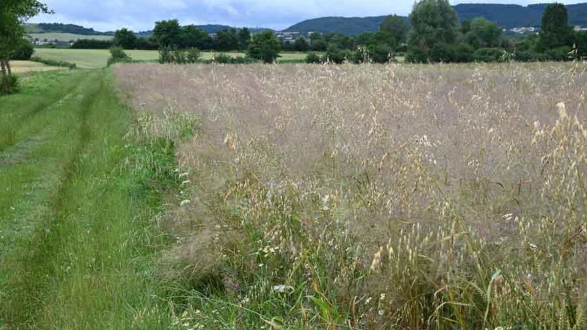 Guide complet des adventices : définition, identification et gestion