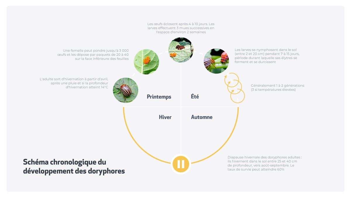 Tout ce que vous devez savoir sur le doryphore et son traitement