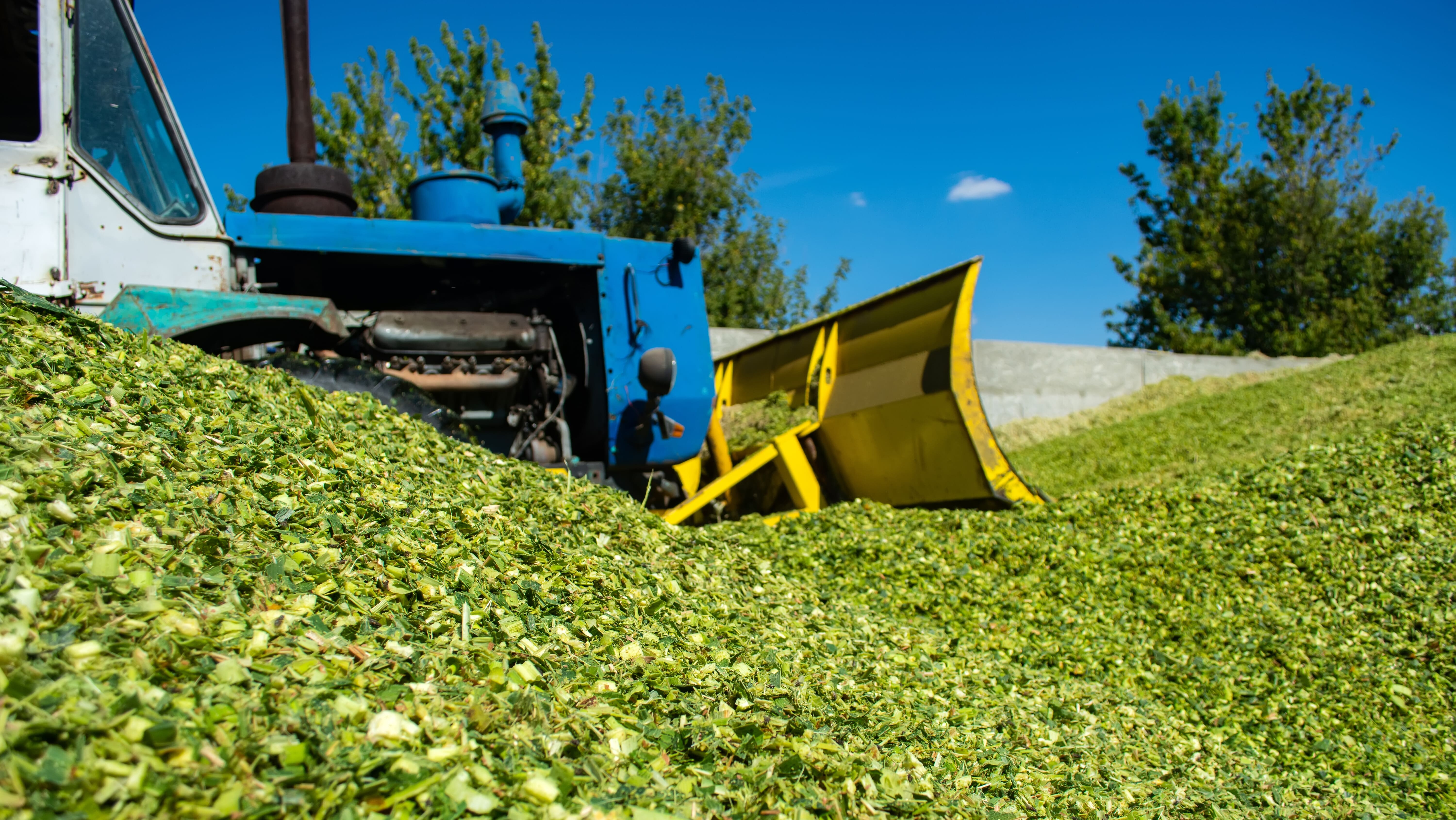 Ensilage du maïs : ce qu'il faut savoir