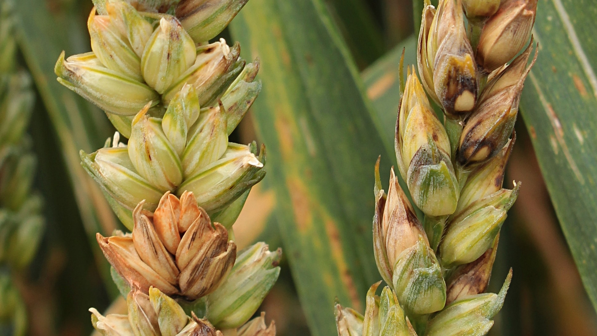 Tout savoir sur la Fusariose : caractéristiques, symptômes et traitements