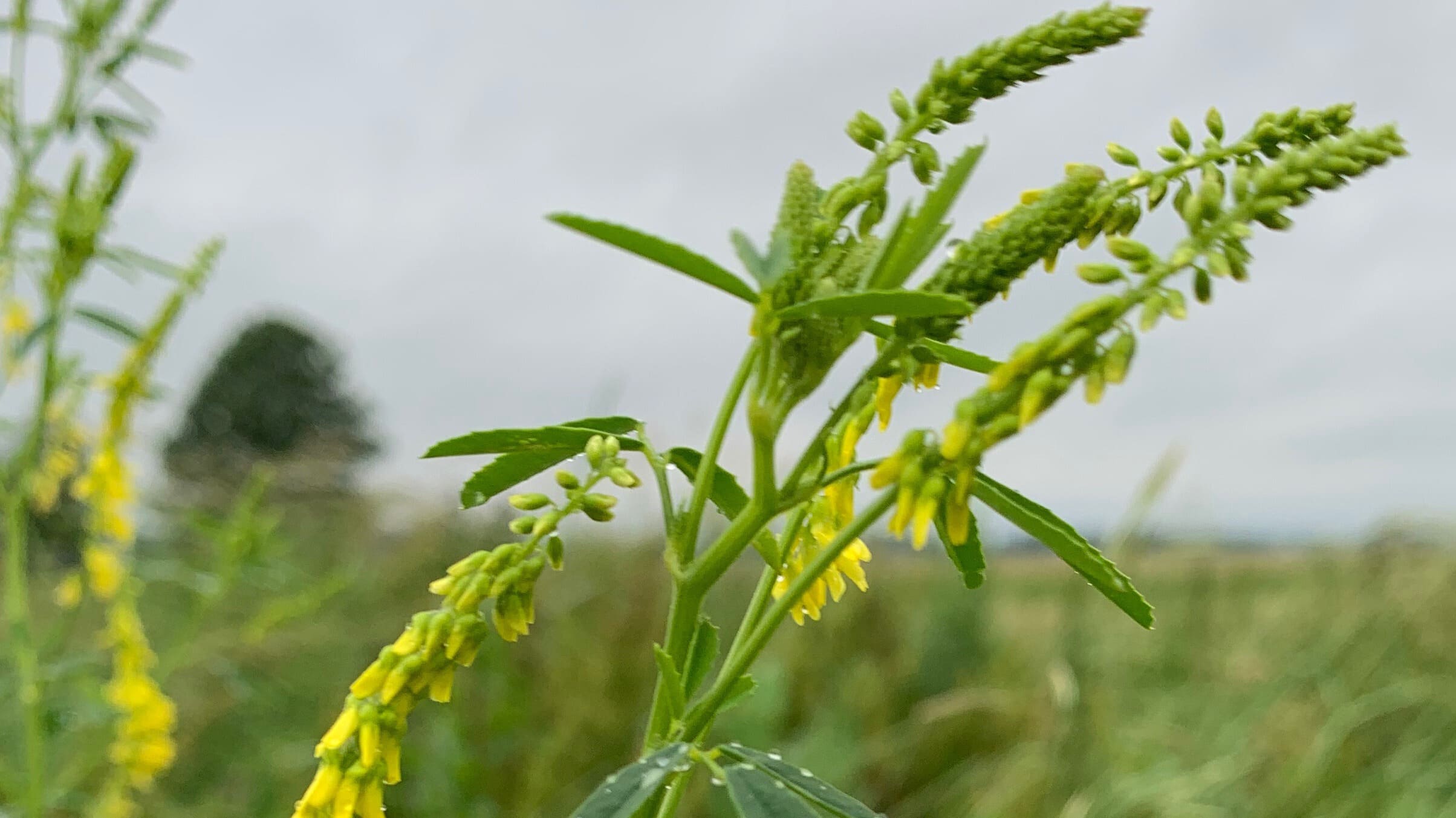 Comment Cultiver et Semer le Mélilot
