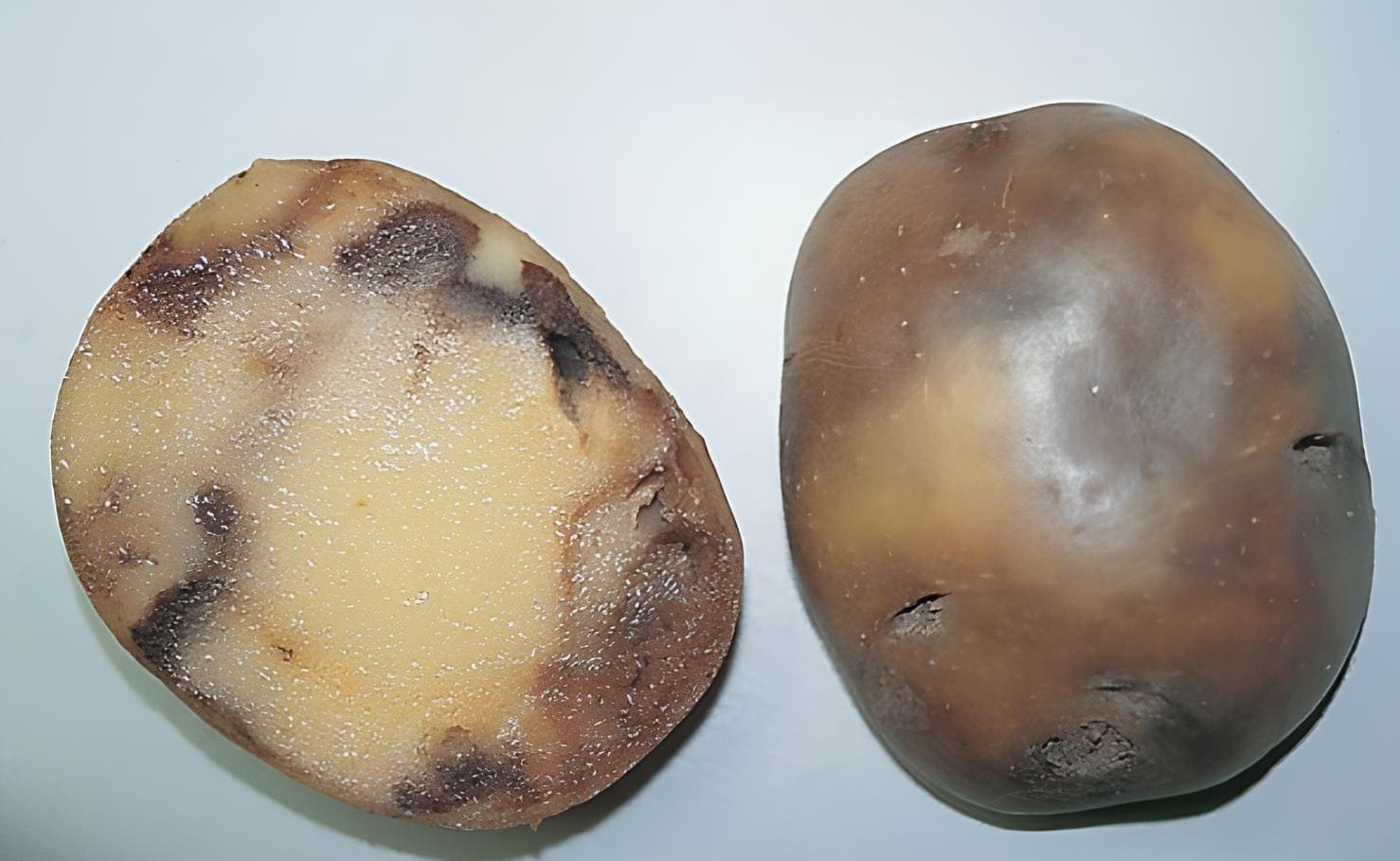 Mildiou pomme de terre : reconnaître, prévenir et traiter efficacement