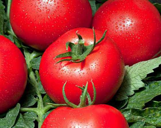 Tomate ronde rouge - Cobra | Agriconomie